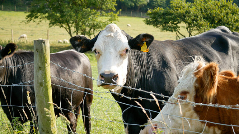 A 4-pennant campsite in Corfe Castle, Dorset with Farm Shop.