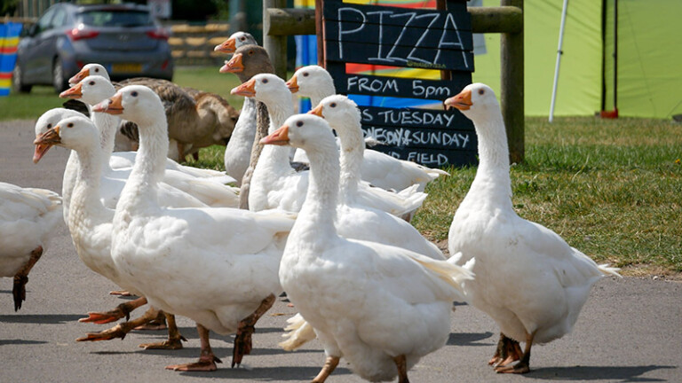 A 4-pennant campsite in Corfe Castle, Dorset with Farm Shop.