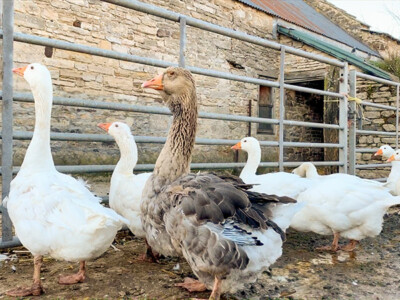 A 4-pennant campsite in Corfe Castle, Dorset with Farm Shop.